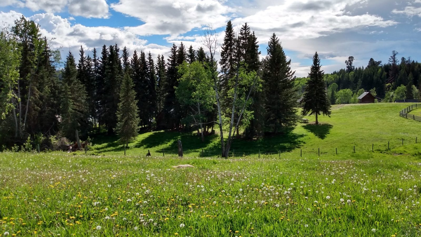 The Campsites - Laughing Raven Resort